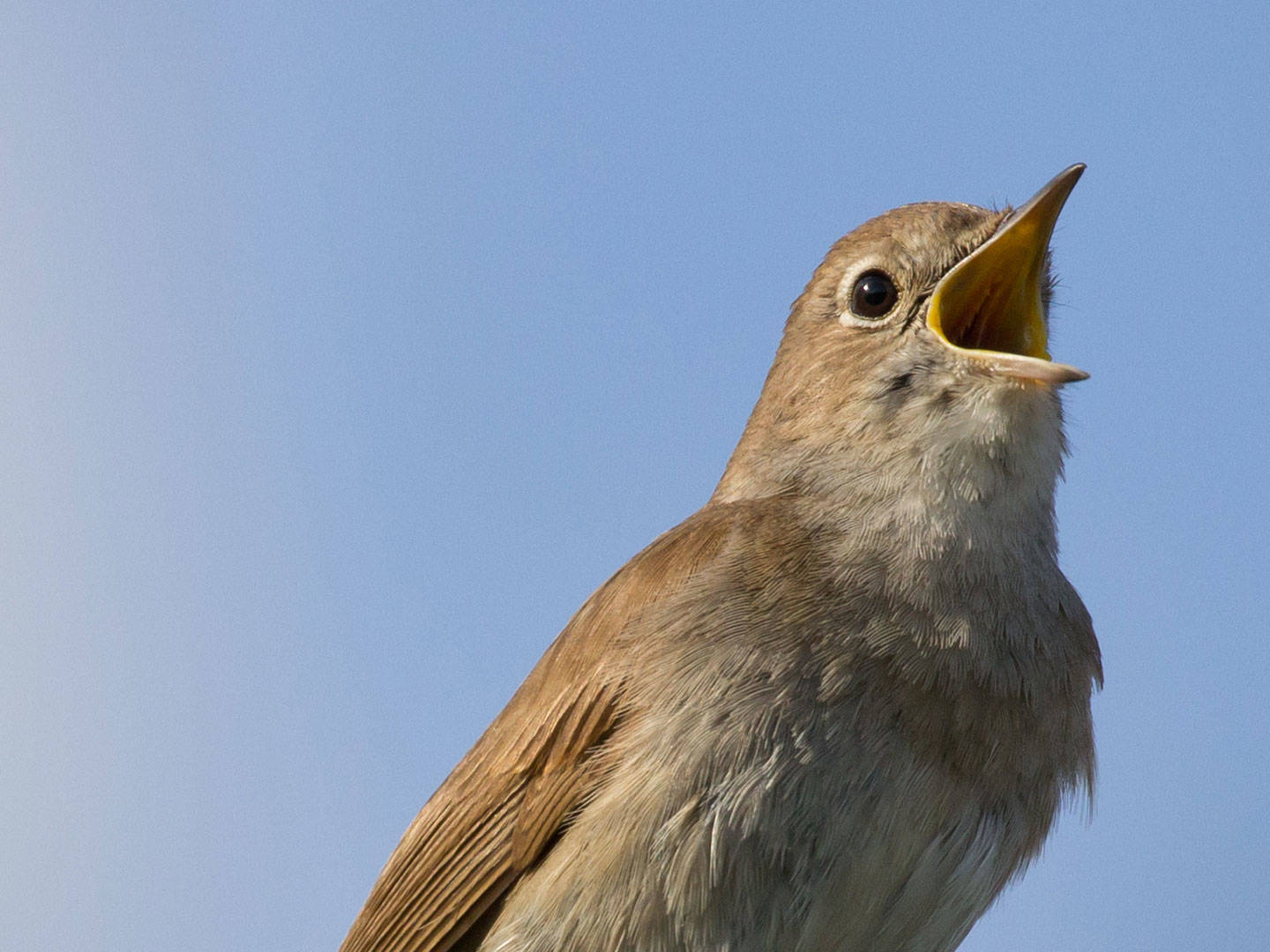 Le chant du rossignol - Théâtre du Châtelet